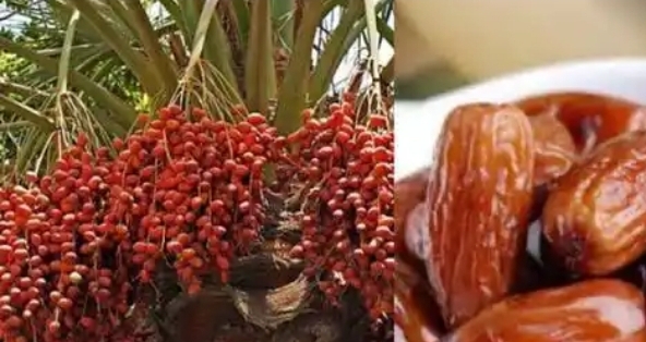 Dates Farming Tips:आप भी खजूर की खेती करके कमा सकते हैं लाखों, एक पेड़ ...